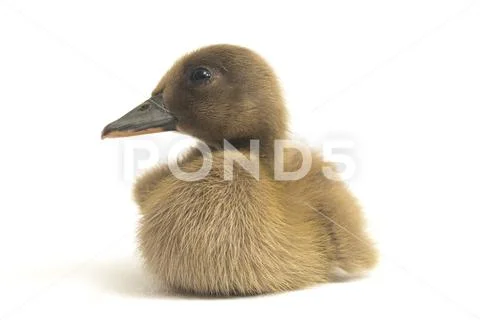 Cute duckling ( indian runner duck ) isolated on a white background ...