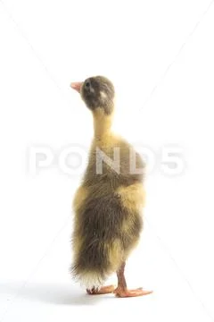 Photograph: Cute duckling ( indian runner duck ) isolated on a white ...