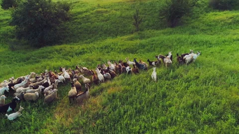 Cute Sheep Background Stock Videos – Royalty-Free HD & 4K Videos