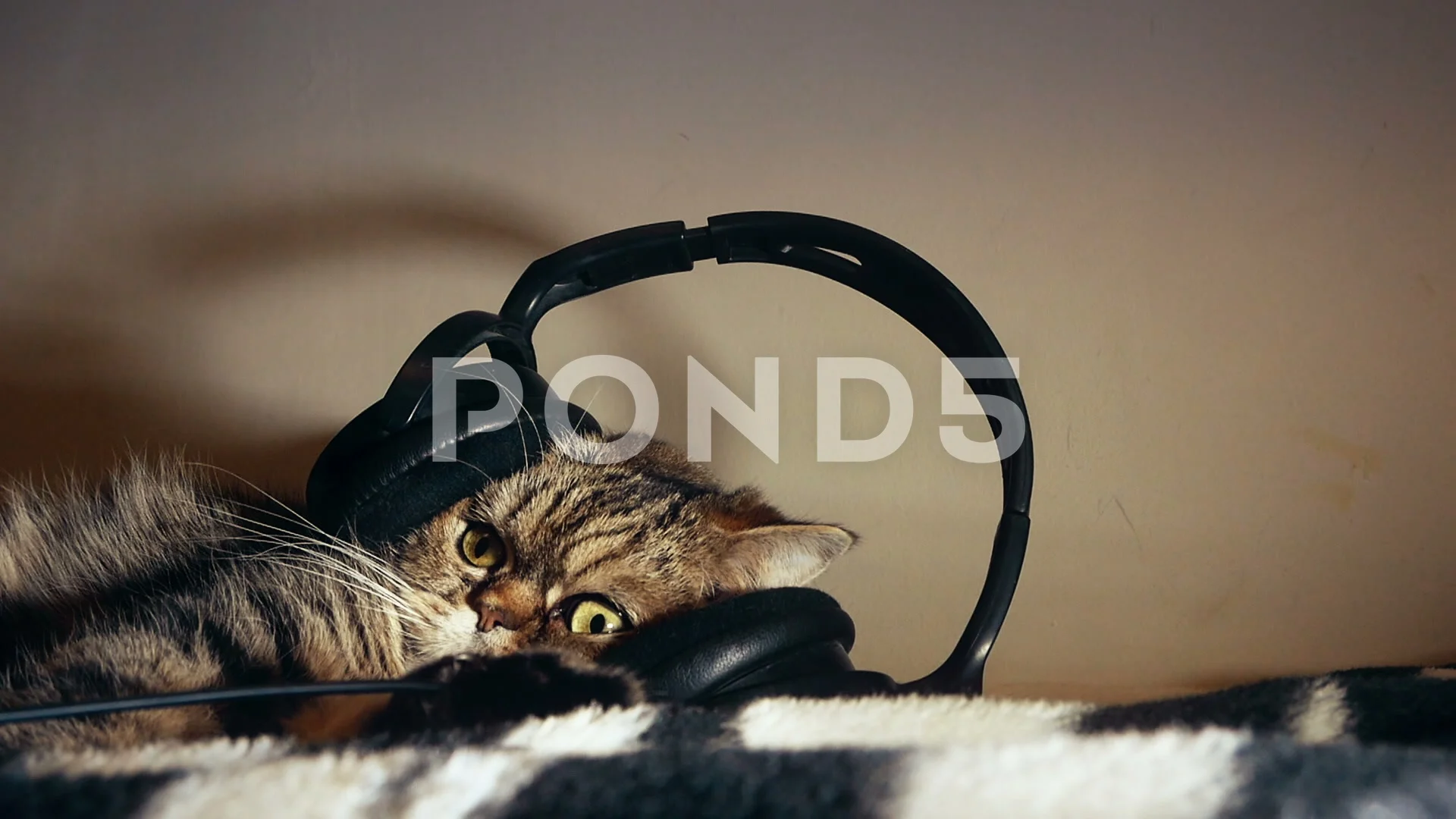 Cat Listening To Headphones