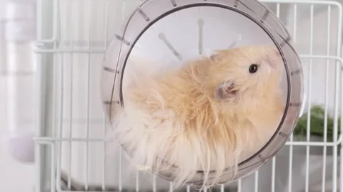Hamster Wheel Stock Video Footage | Royalty Free Hamster Wheel Videos ...