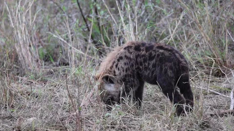 Cute fluffy Hyena cub chews bone in tall... | Stock Video | Pond5