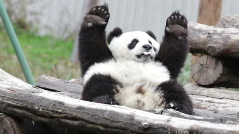Cute Fluffy Panda in China, Wolong Giant... | Stock Video | Pond5