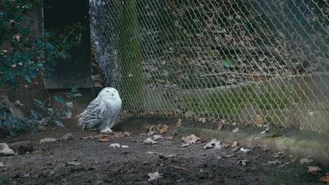 Outside White Owl Stock Videos – Royalty-Free HD & 4K Videos | Pond5