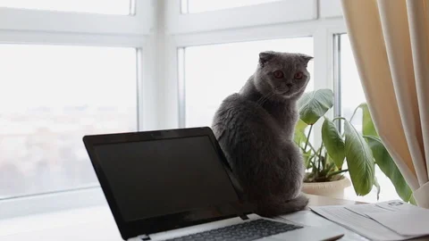 Cute funny cat with laptop on the table ... | Stock Video | Pond5