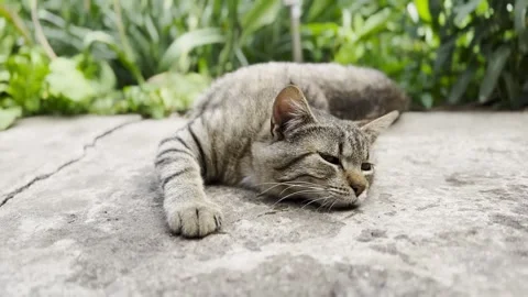 Cat Scratching Body Stock Videos – Royalty-Free HD & 4K Videos