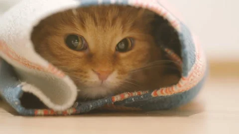Cute ginger cat sitting inside rolled up... | Stock Video | Pond5