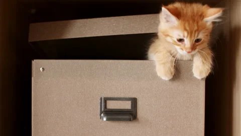 Kitten In Box Stock Videos – Royalty-Free HD & 4K Videos | Pond5