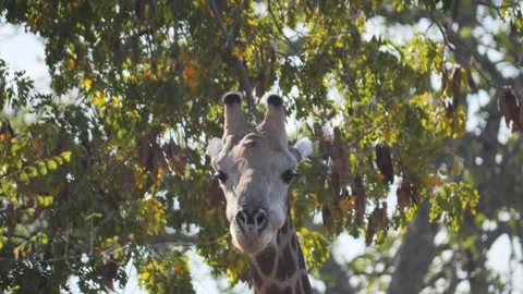 Cute Giraffe eating leaves in the Zambez... | Stock Video | Pond5