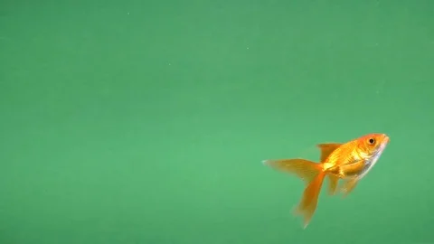 Looping Fish Stock Videos – Royalty-Free HD & 4K Videos