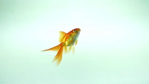 Looping Fish Stock Video Footage | Royalty Free Looping Fish Videos | Pond5