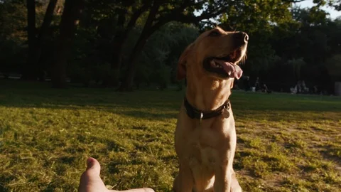 Cute Blonde Pawg Stock Videos – Royalty-Free HD & 4K Videos