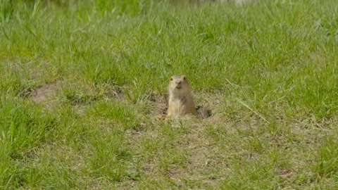 A cute gopher with two funny teeth poses... | Stock Video | Pond5