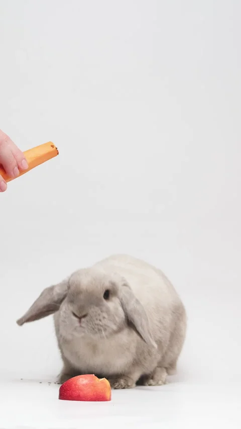 Cute gray dwarf rabbit sitting, reaching... | Stock Video | Pond5