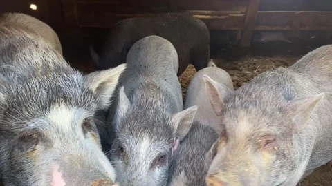 cute gray piglets in barn on farm. Dirty... | Stock Video | Pond5