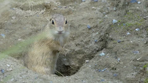 Cute Ground Squirrel digging hole and ea... | Stock Video | Pond5