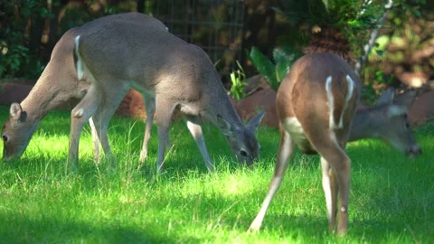 Cute Group of Whitetail Deer grazing on ... | Stock Video | Pond5