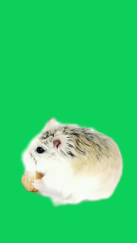 Hamster Videosx Stock Videos – Royalty-Free HD & 4K Videos