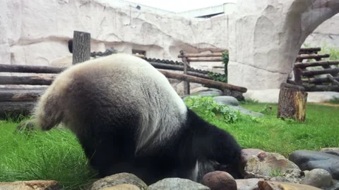 Cute happy funny giant panda eating bamb... | Stock Video | Pond5
