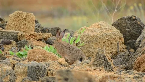 Cute hare sitting on a natural stone and... | Stock Video | Pond5