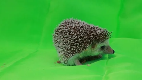 A cute hedgehog on green screen | Stock Video | Pond5