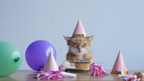 Cute home ginger cat eating birthday cak... | Stock Video | Pond5