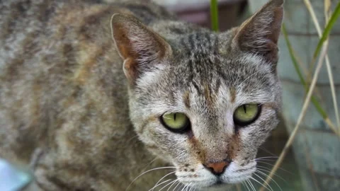 Cute Indian common male cat | Stock Video | Pond5