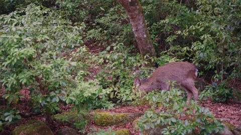 Cute Japanese Deer, Sika Fawn in the Wil... | Stock Video | Pond5