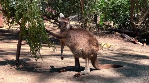 Cute Kangaroo eating some leaves at the ... | Stock Video | Pond5