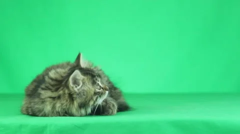 cute kitten looking at a green screen | Stock Video | Pond5