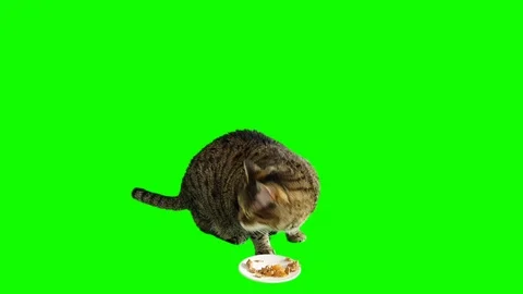 Cute Kitty Cat Being Fed Up On Green Scr... | Stock Video | Pond5