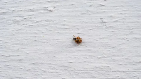 Cute ladybird bug running on white wall ... | Stock Video | Pond5