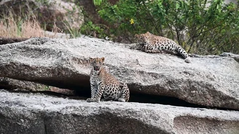 Cute leopard cub looking into the camera... | Stock Video | Pond5