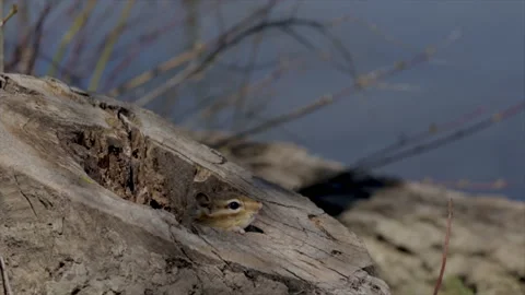 Cute Tiny Stock Videos – Royalty-Free HD & 4K Videos | Page 3