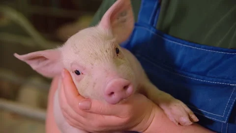 Little Cute Baby Stock Videos – Royalty-Free HD & 4K Videos