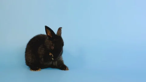 Pure Black Rabbit Stock Footage ~ Royalty Free Stock Videos | Pond5