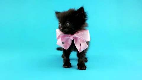 Little Pink V Stock Videos – Royalty-Free HD & 4K Videos | Page 2