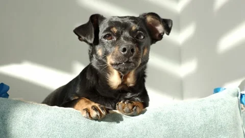 cute little black dog in the sunshine at... | Stock Video | Pond5