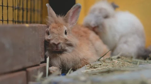 Big Little Lie Stock Videos – Royalty-Free HD & 4K Videos | Pond5