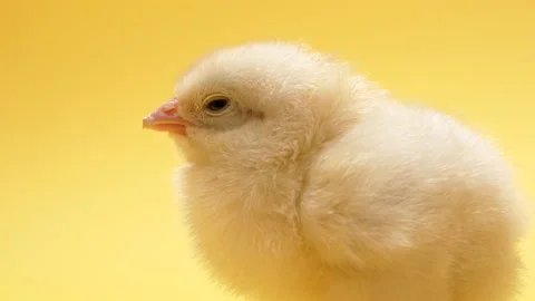 Cute little chick for design decorative ... | Stock Video | Pond5