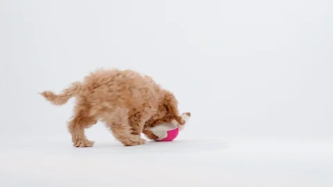 Cute little cockapoo puppy playing with ... | Stock Video | Pond5