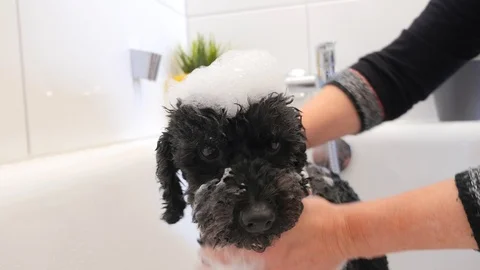 Dog Washed Stock Videos – Royalty-Free HD & 4K Videos
