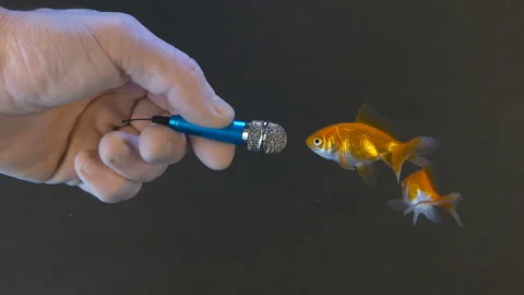 Cute Little Fish Stock Videos – Royalty-Free HD & 4K Videos