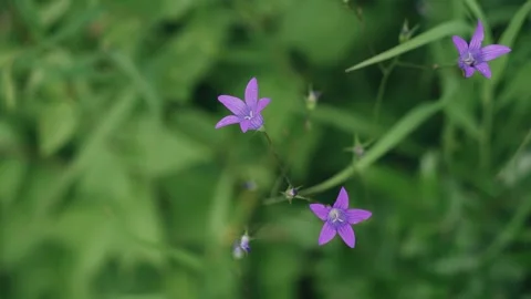Cute little flowers on a background of b... | Stock Video | Pond5