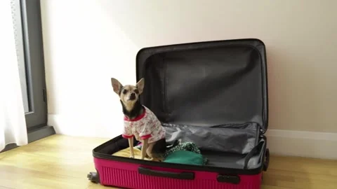 Cute Thungs Stock Videos – Royalty-Free HD & 4K Videos | Pond5