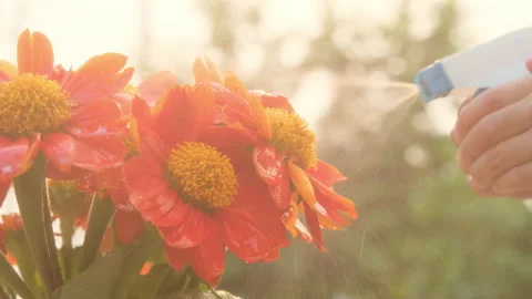 Cute little girl spraying the flowers in... | Stock Video | Pond5