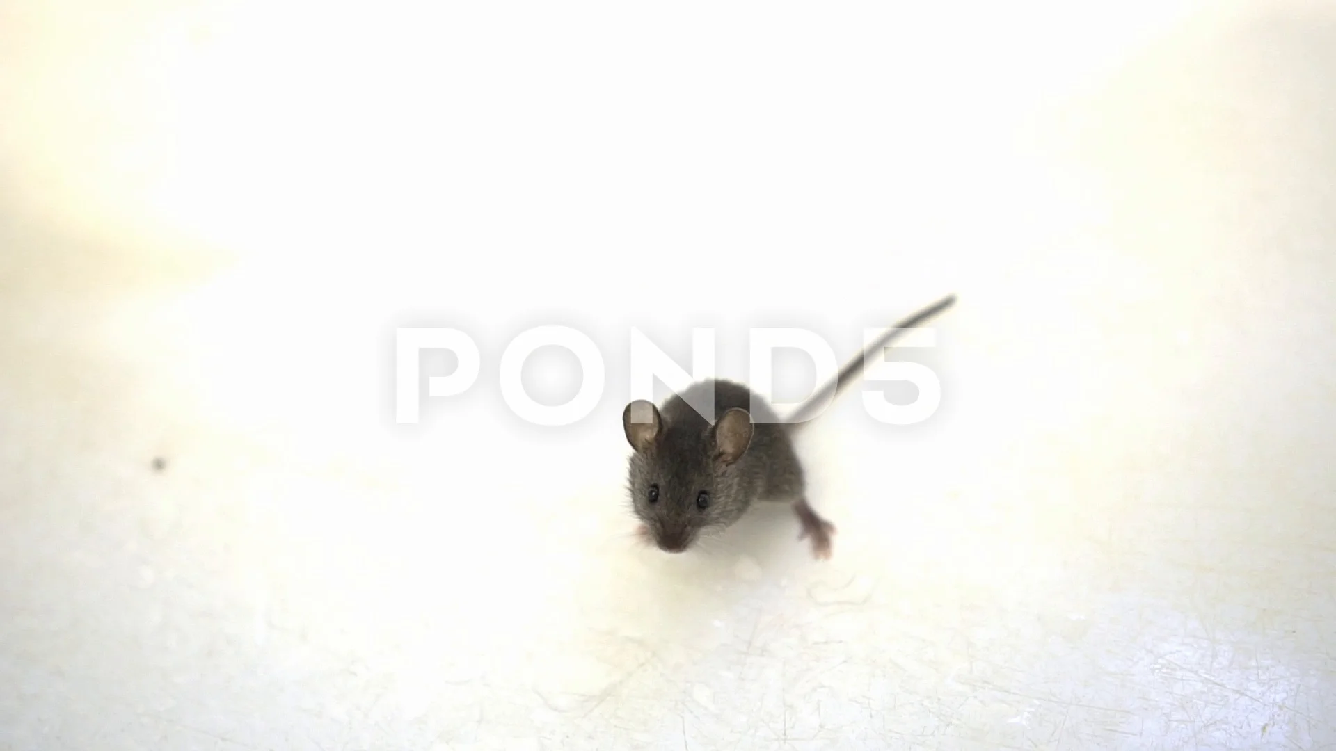 Little Gray Mouse