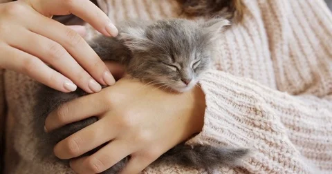 Cute Kitty Girls Stock Videos – Royalty-Free HD & 4K Videos | Page 3