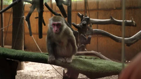 A cute little monkey is sitting on a bra... | Stock Video | Pond5