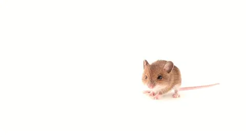 Mouse Small Cute Stock Videos – Royalty-Free HD & 4K Videos